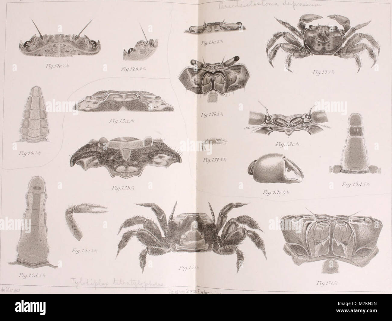 This 1895 report by Captain Storm details the collection of decapods and stomatopods from the ...