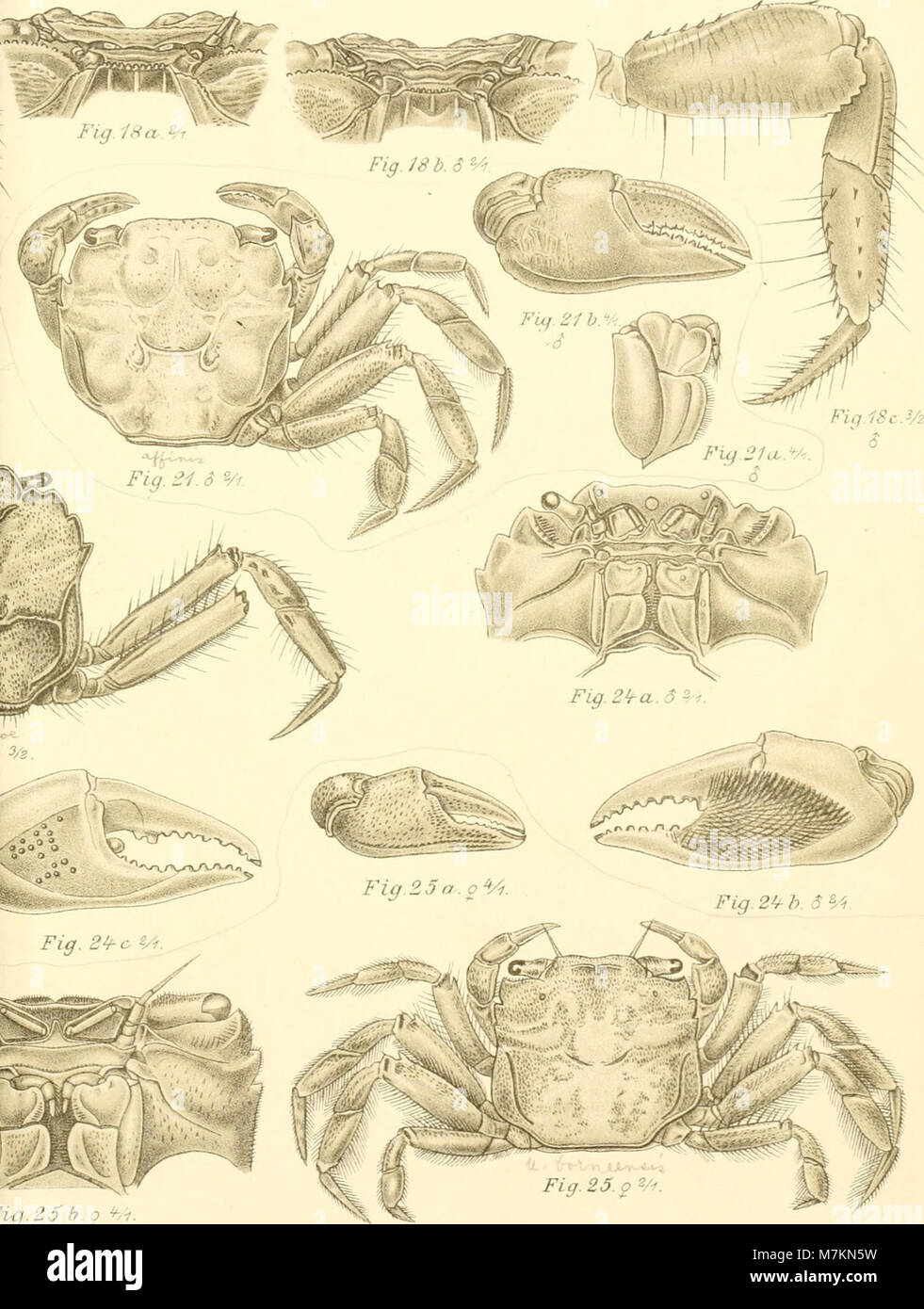 This 1895 report details the collection of decapods and stomatopods by ...