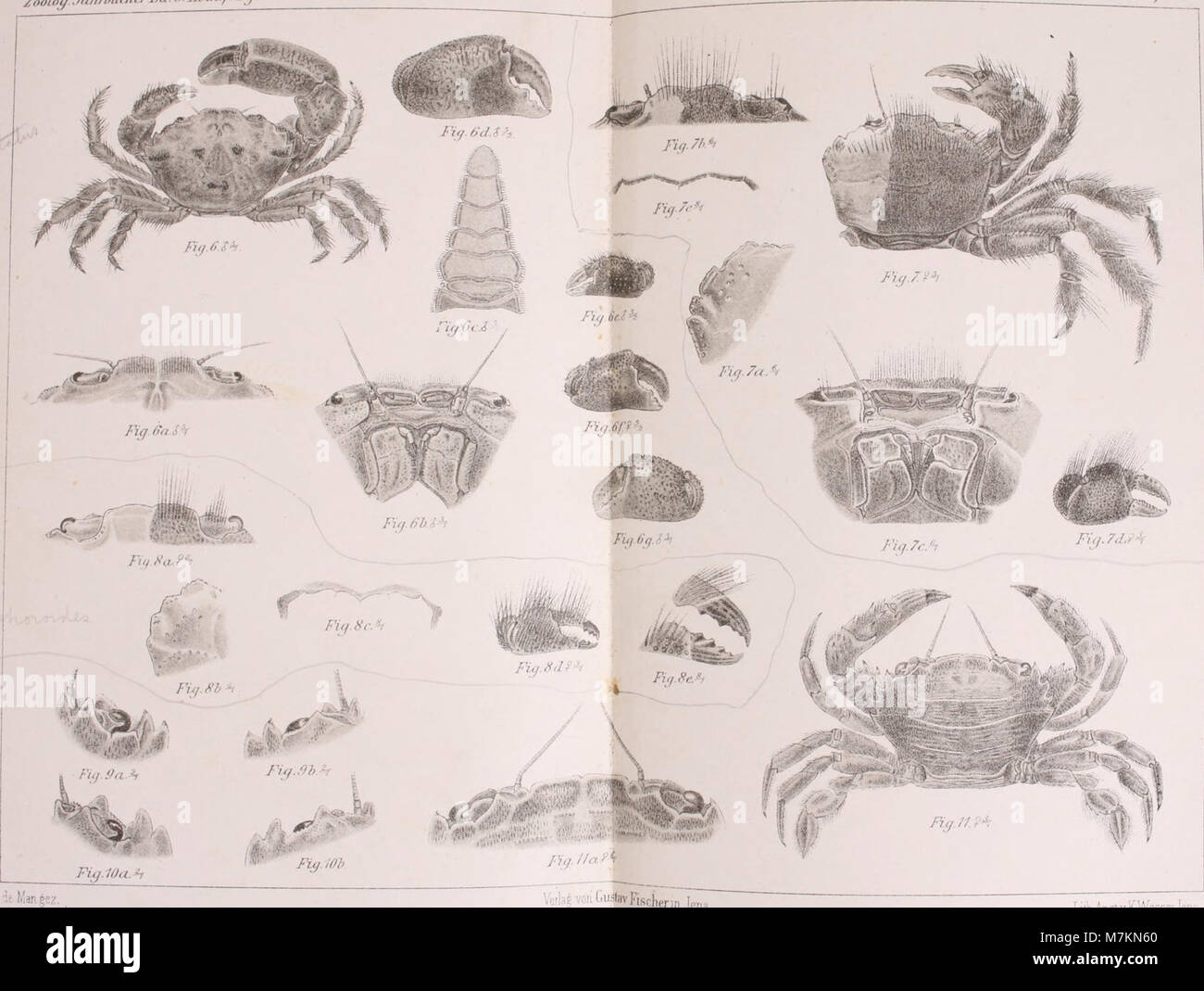 A report by Captain Storm detailing his collection of decapods and ...