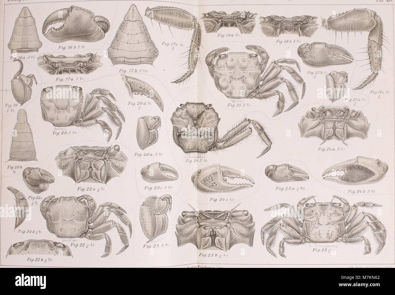 The 1895 report by Captain Storm documents marine collections of ...