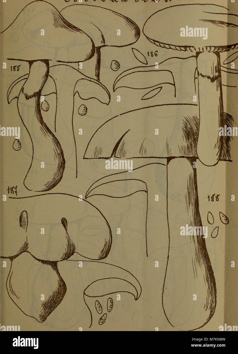 An 1890 report by the Natural Science Society for Swabia and Neuburg in ...