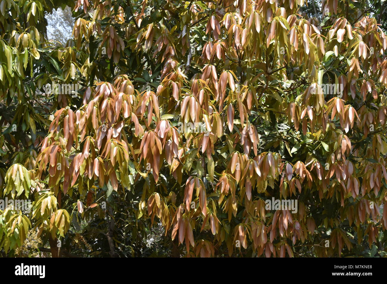 Leaves on mango tree Stock Photo - Alamy