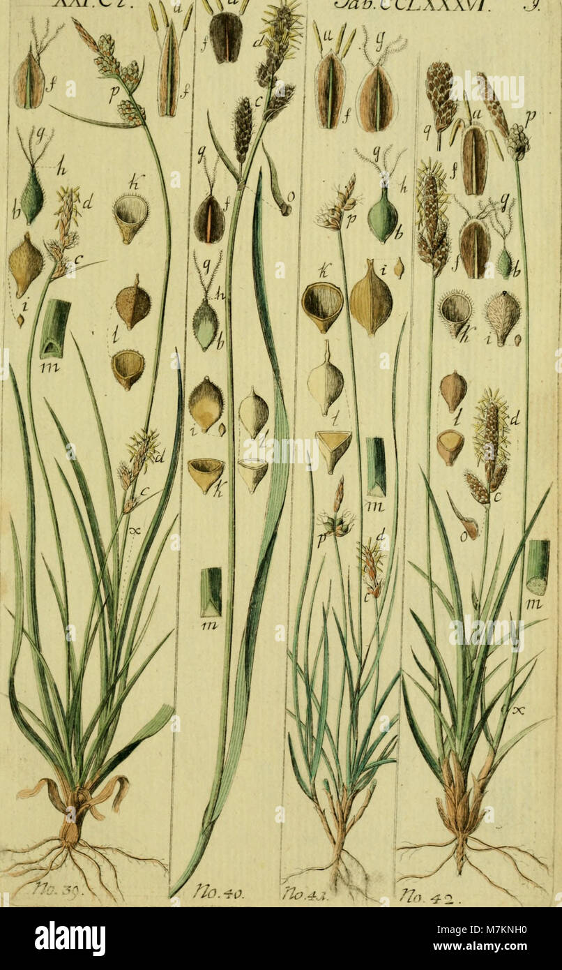 This work, originally in German, describes and illustrates various reed ...