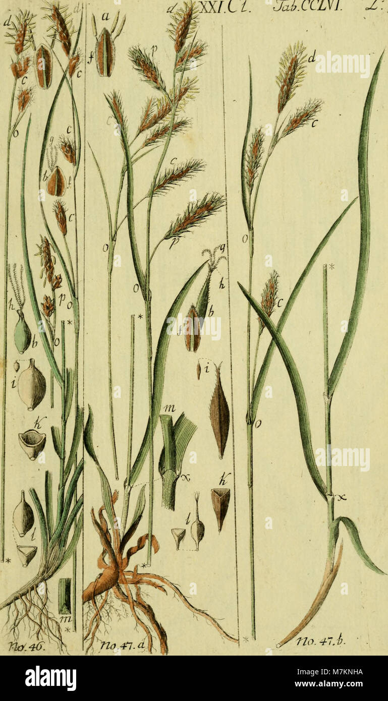 This scientific work describes and illustrates various species of reed ...