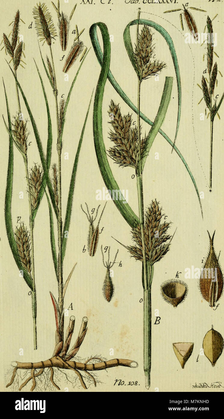 Detailed illustration of various grass species hi-res stock photography ...
