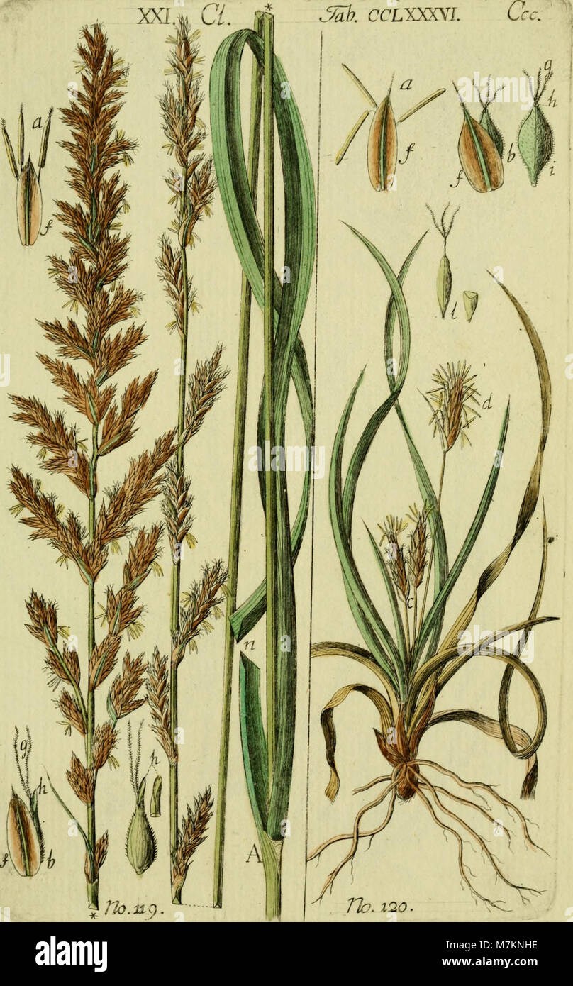 This work offers a detailed description and illustration of reed ...