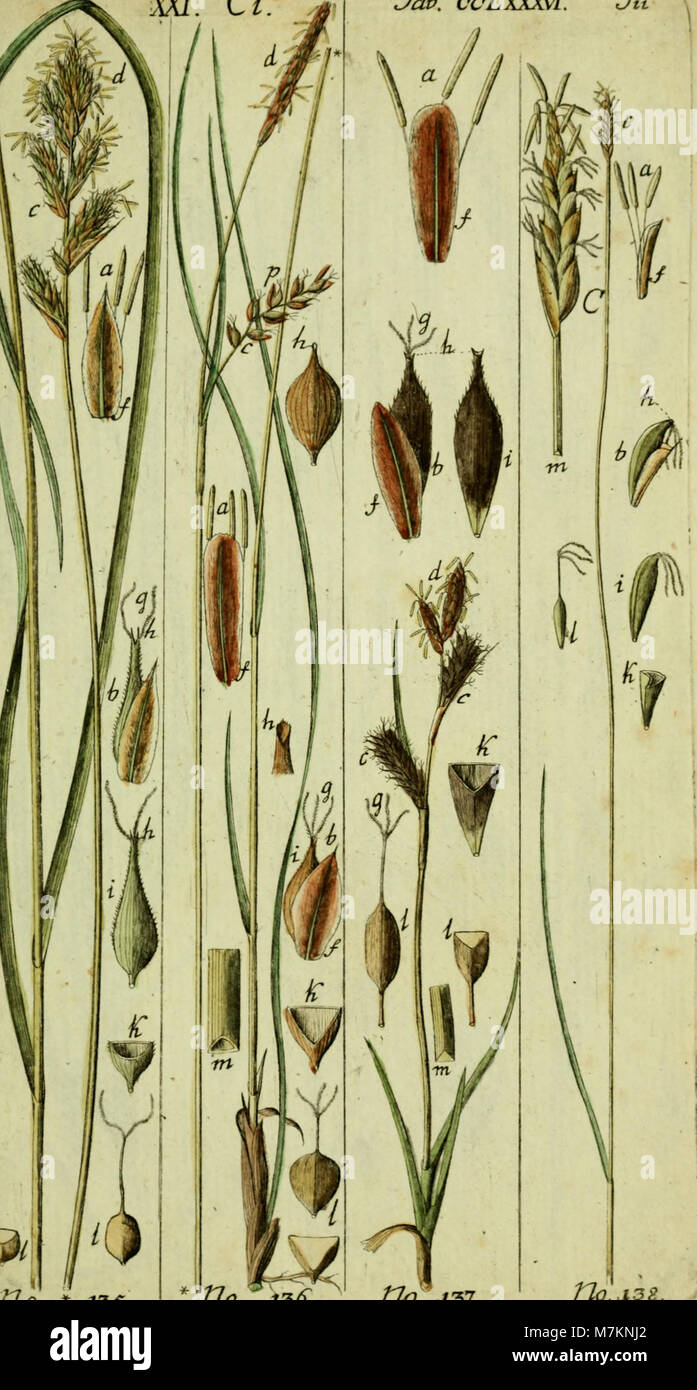 Various types of grasses hi-res stock photography and images - Alamy