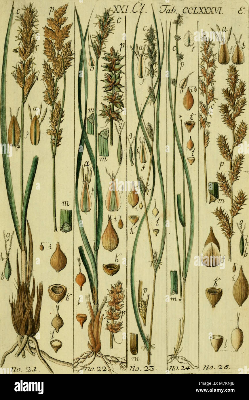 This scientific work documents known and unknown species of reed ...