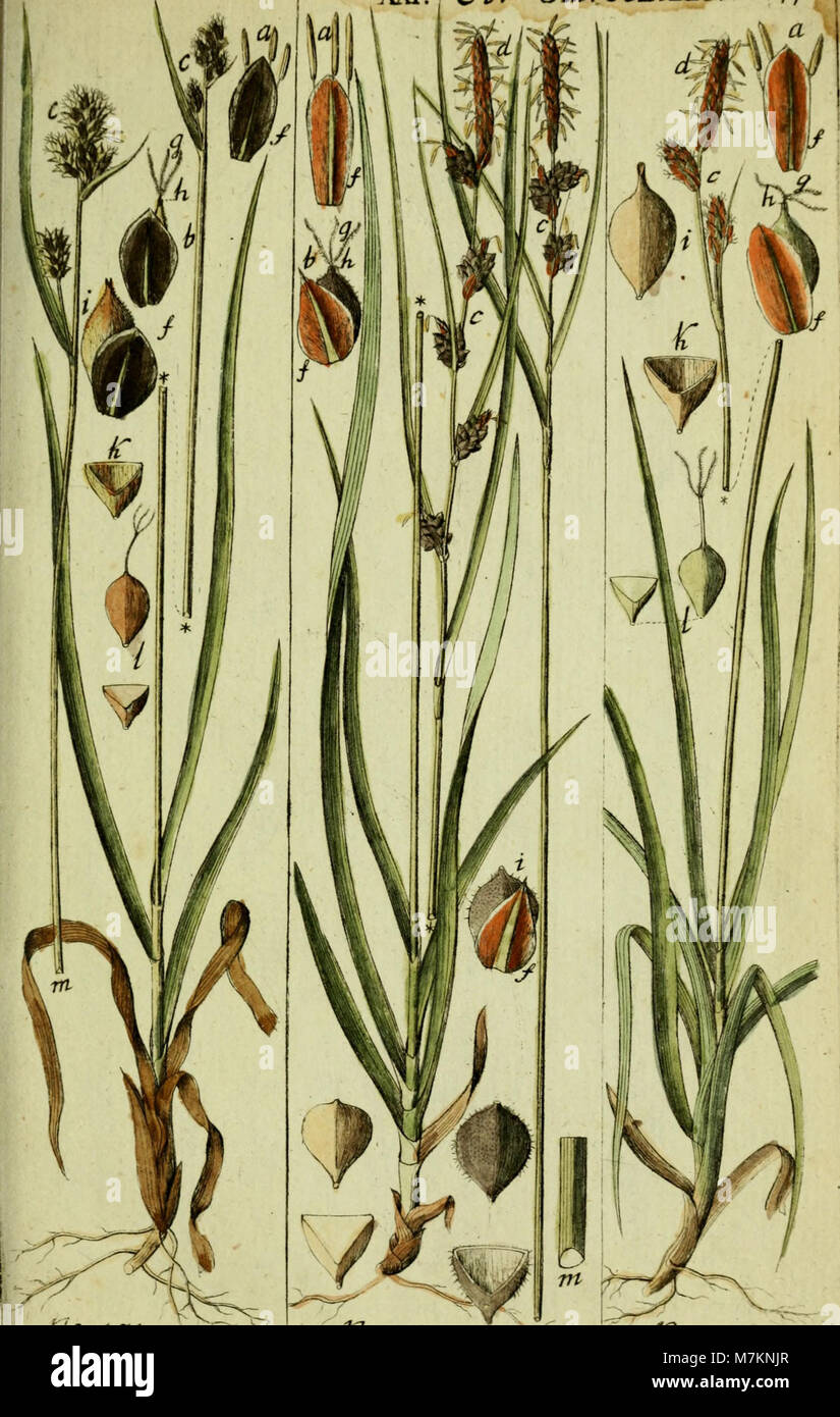 A detailed description and illustration of various species of reed ...