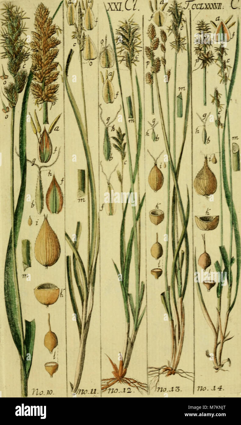 A detailed description and illustration of various species of reed ...