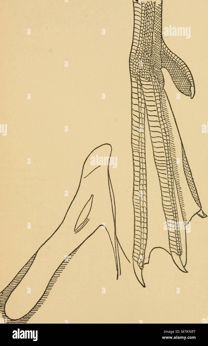 A 1896 ornithological guide titled Every Bird, offering detailed ...