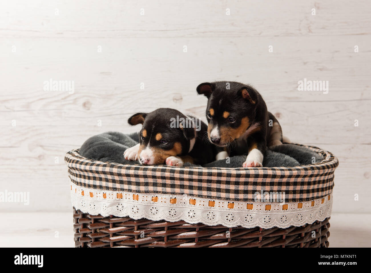 Couple of little dogs laying at studio background. Two basenji tricolor ...