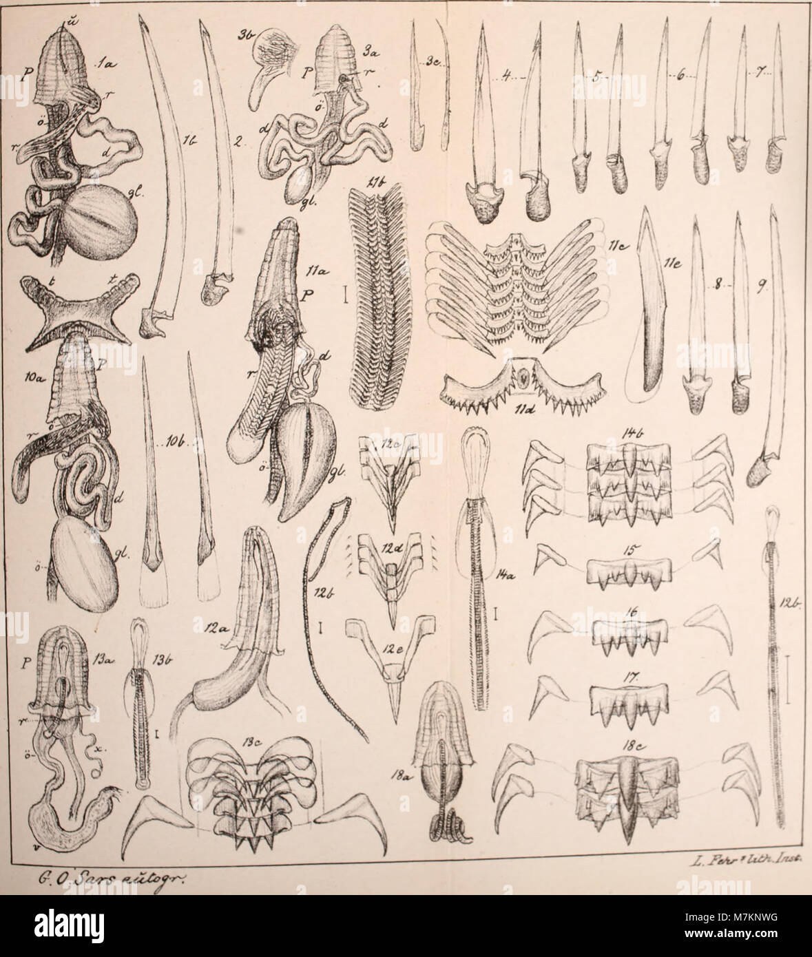 Bidrag til kundskaben om norges arktiske fauna. oversigt over de i ...