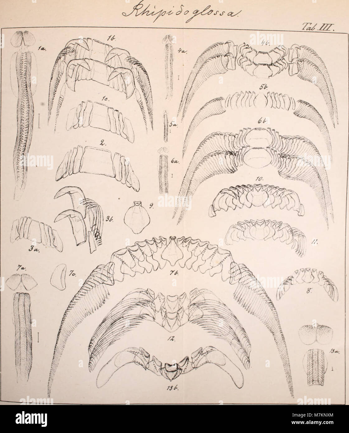 Bidrag til kundskaben om norges arktiske fauna. oversigt over de i ...