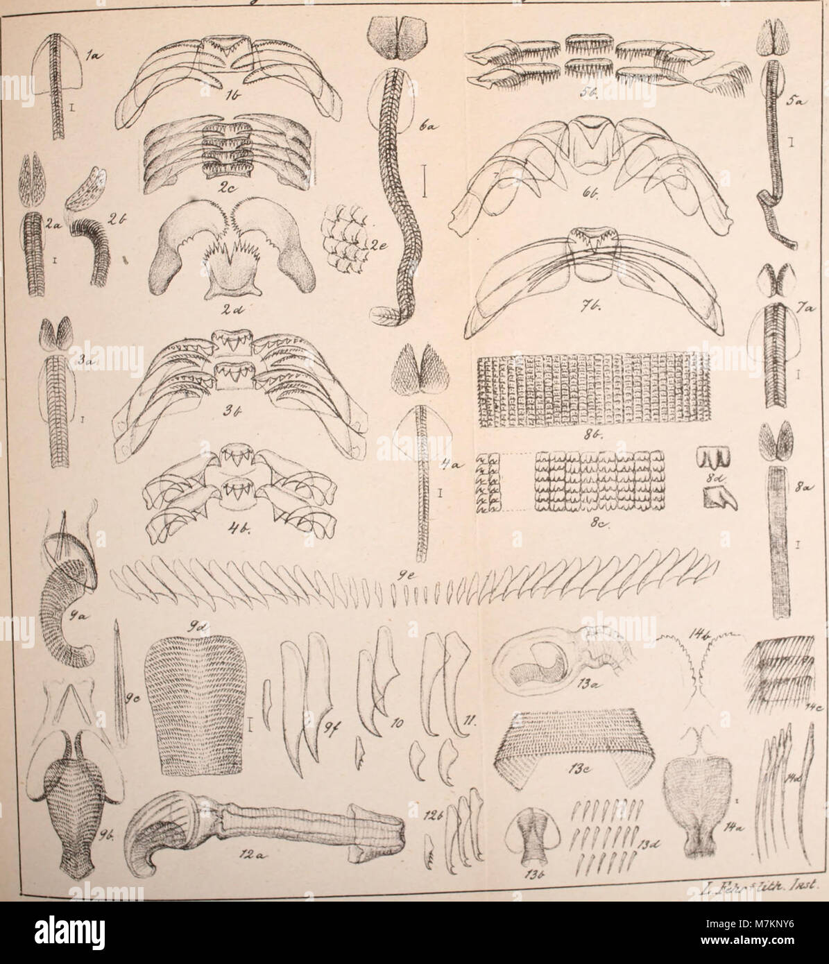 Bidrag til kundskaben om norges arktiske fauna. oversigt over de i ...