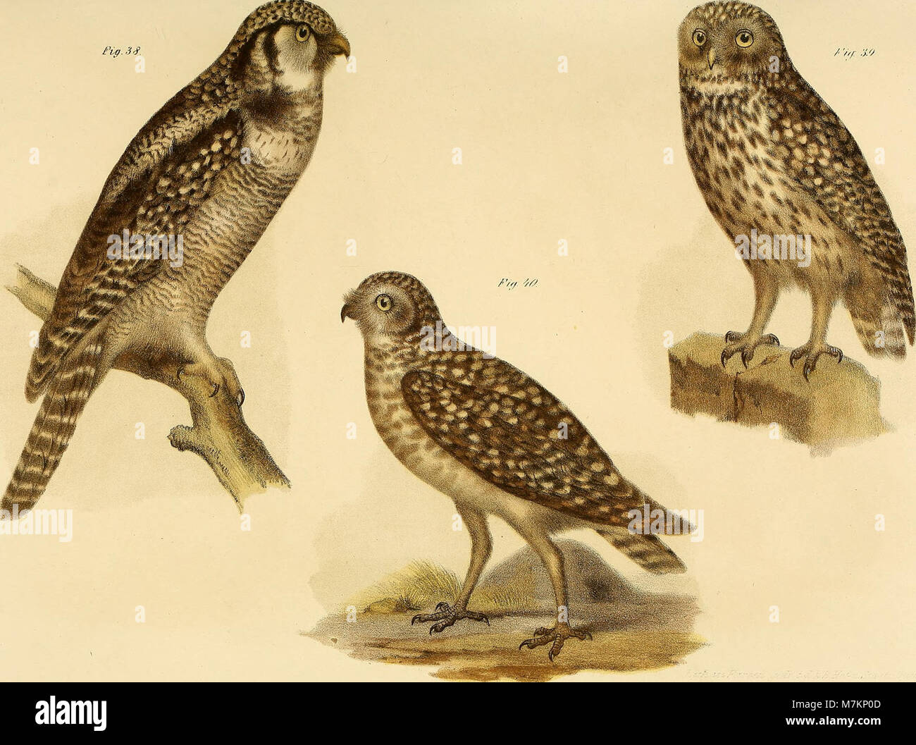 This 1864 scientific atlas offers a comprehensive visual guide to the ...