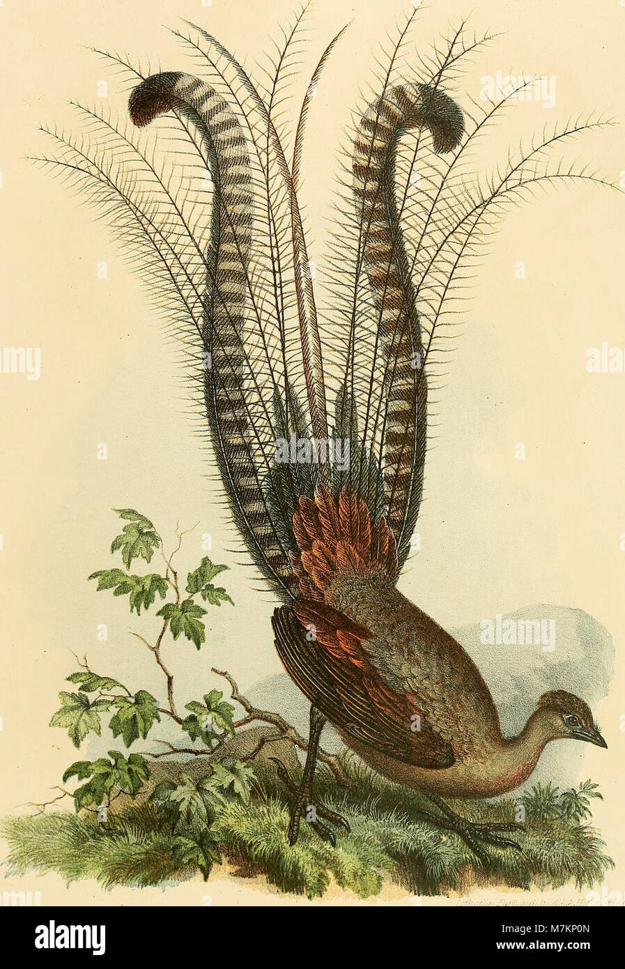 This 1864 illustrated atlas presents the scientific and popular natural ...