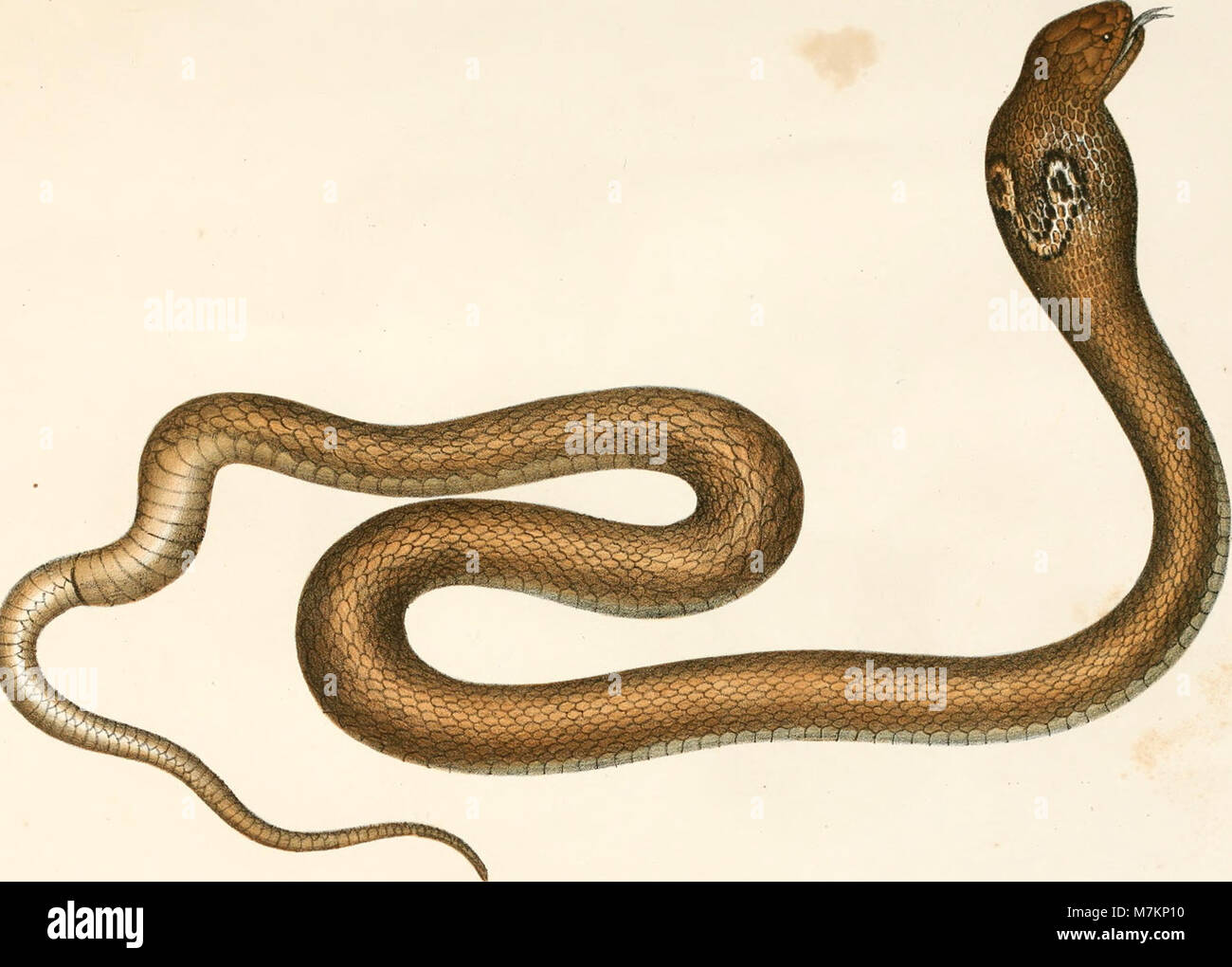 A scientific atlas from 1867, 'Bilder-Atlas zur wissenschaftlich ...