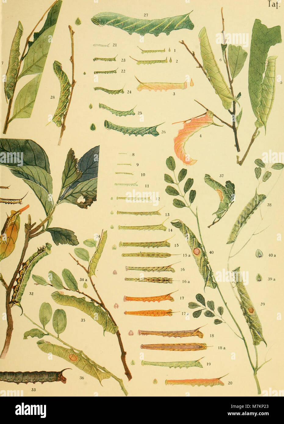 This 1922 work focuses on the biology and classification of the south ...