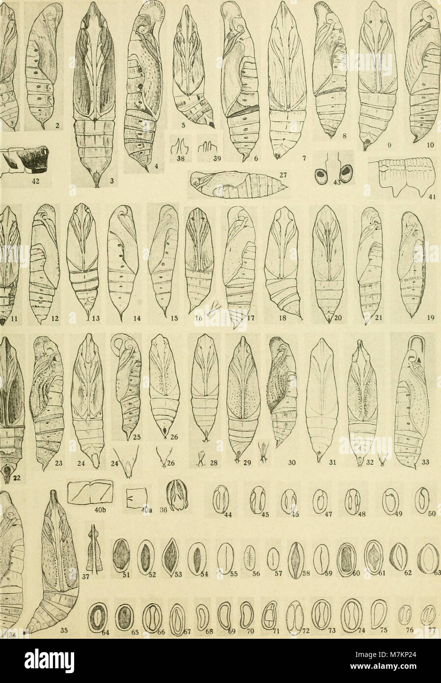 Biologie und systematik der südschinesischen sphingiden, zugleich ein ...