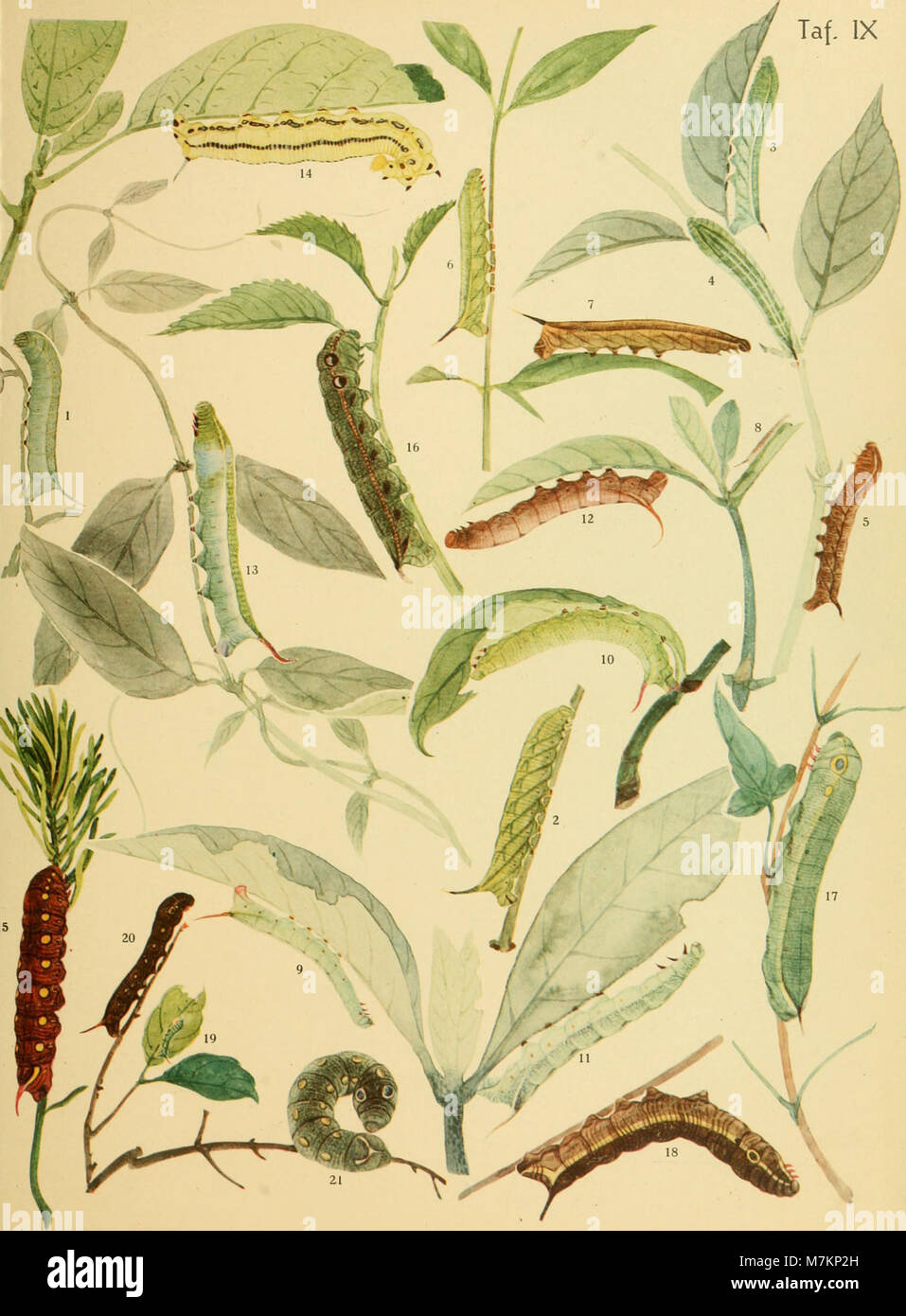 Biologie und systematik der südschinesischen sphingiden, zugleich ein ...