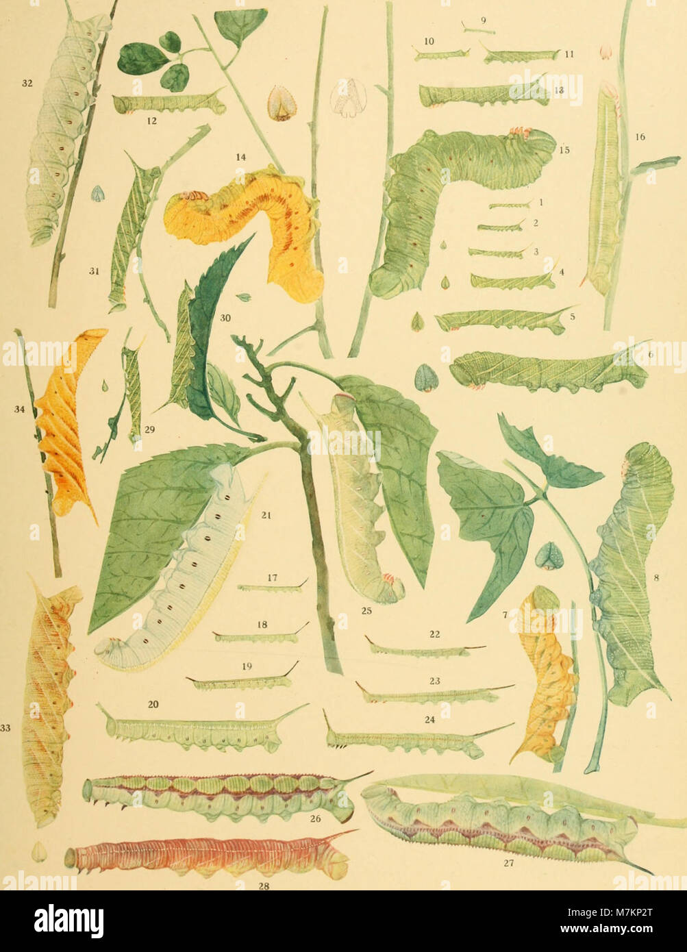 Biologie und systematik der südschinesischen sphingiden, zugleich ein ...