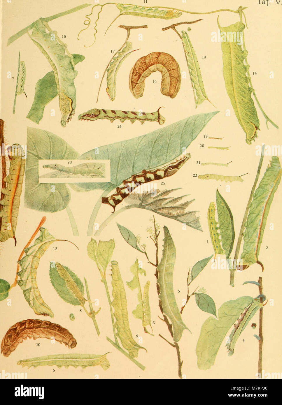 Systematik biologie hi-res stock photography and images - Alamy