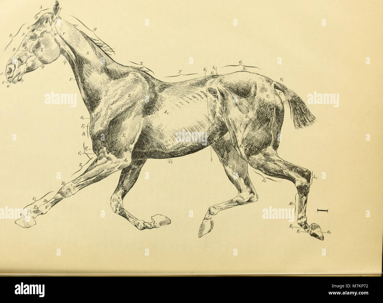 This anatomical reference on horses provides detailed illustrations of ...