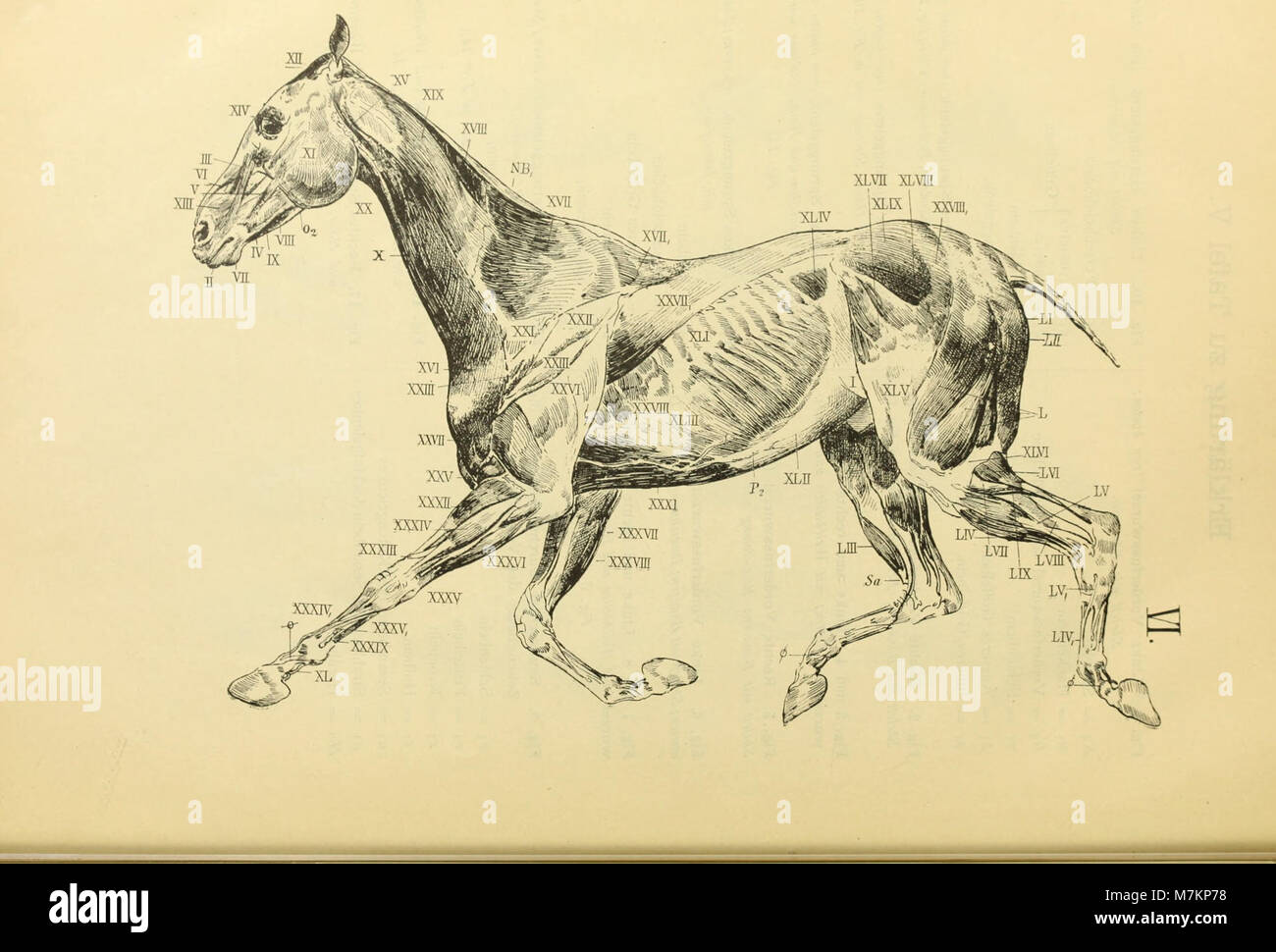This work provides an in-depth study of the plastic anatomy of horses ...