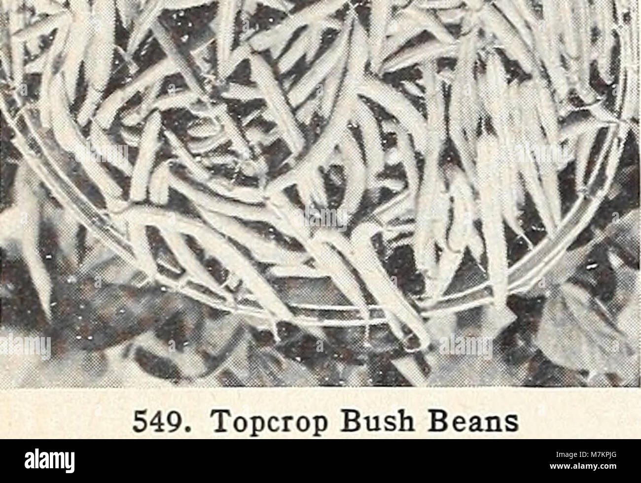 Bolgiano's spring 1965 catalog (1965) (20382552882 Stock Photo - Alamy