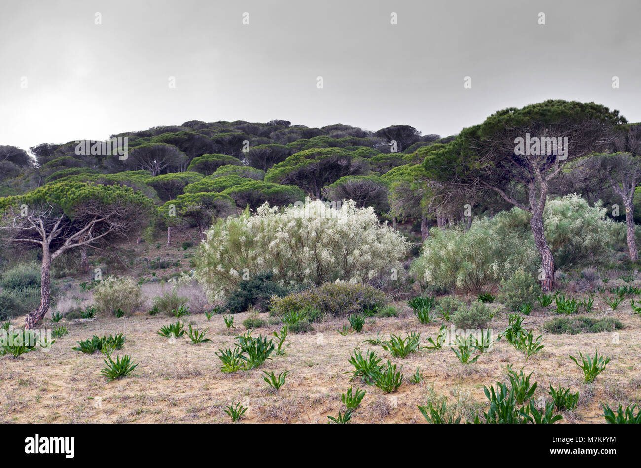 Breña y Marismas de Barbate Natural Park is the 2nd largest coastal ...