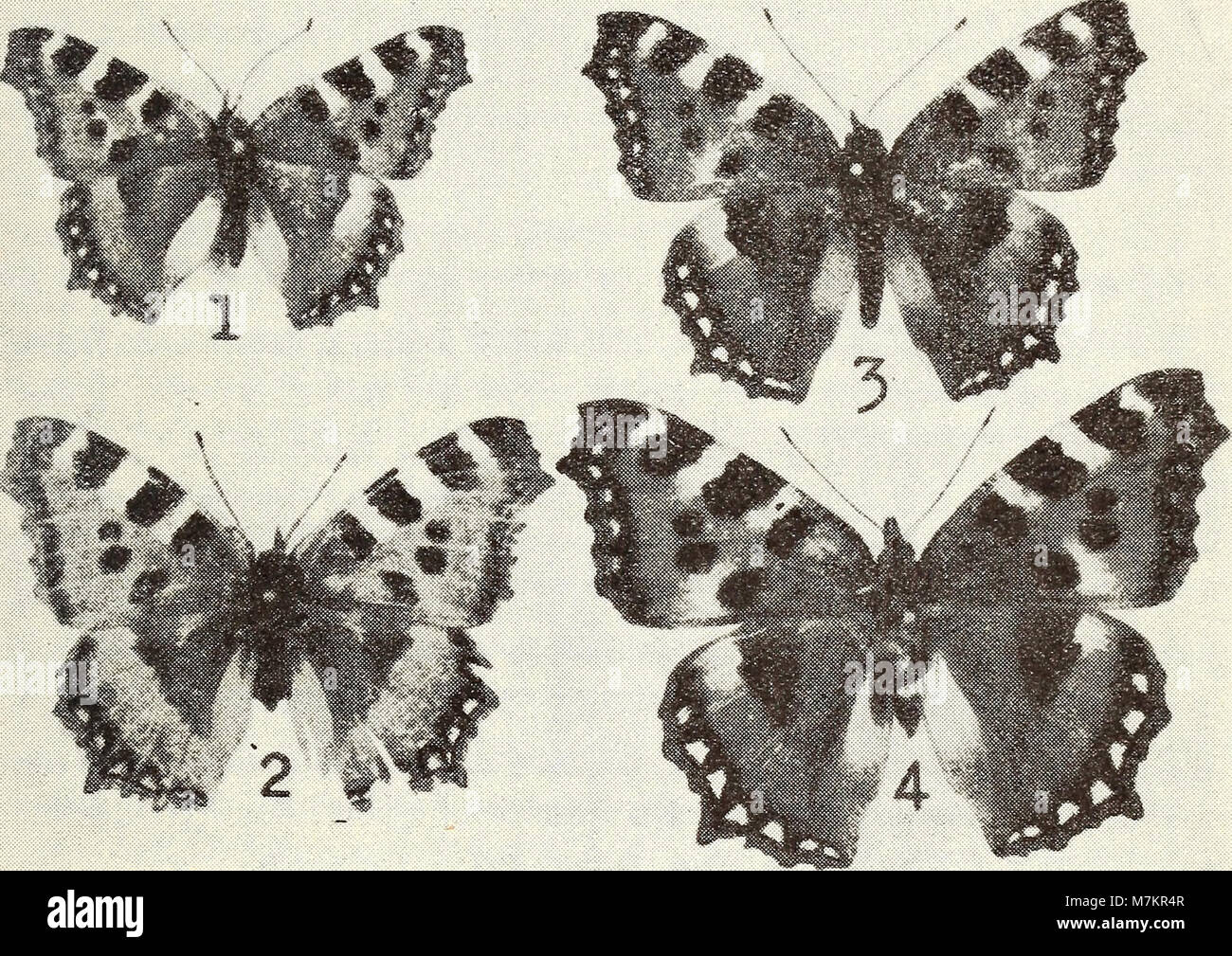 This publication from the Zoologisches Forschungsinstitut und Museum ...