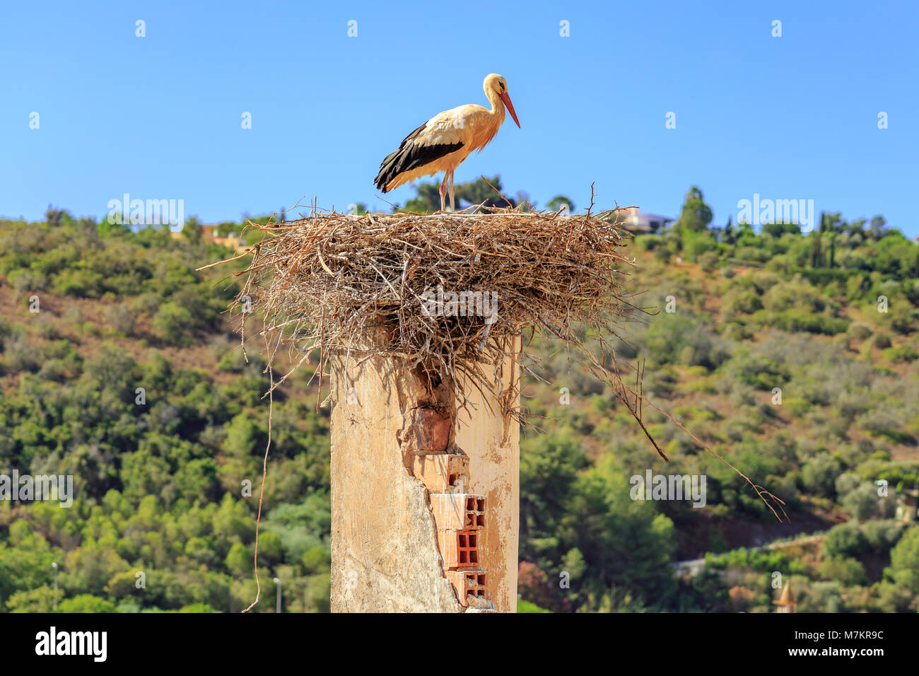 White stork in silves portugal hi-res stock photography and images - Alamy