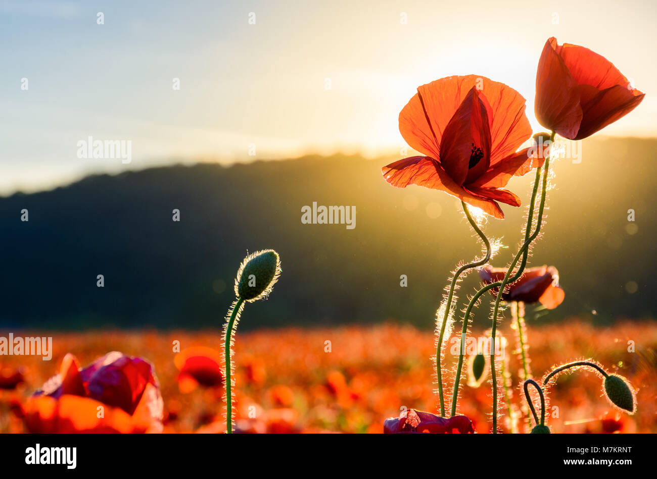 poppy flowers close up in the field. beautiful summer background Stock ...