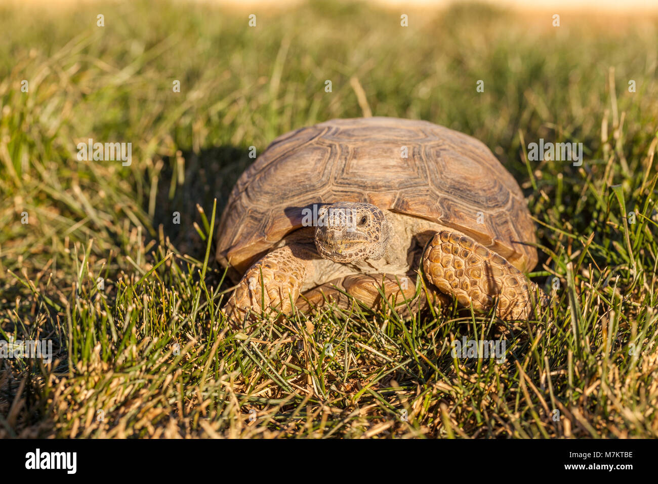 Arizona desert tortoise hi-res stock photography and images - Alamy