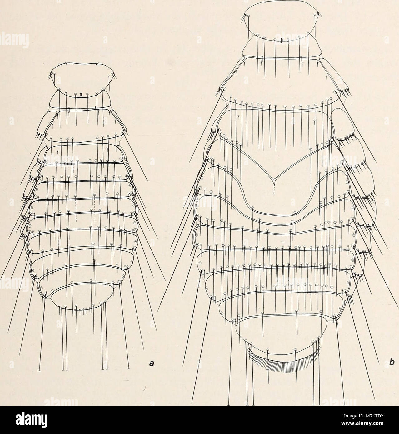 This is a publication from the Zoologisches Forschungsinstitut und ...