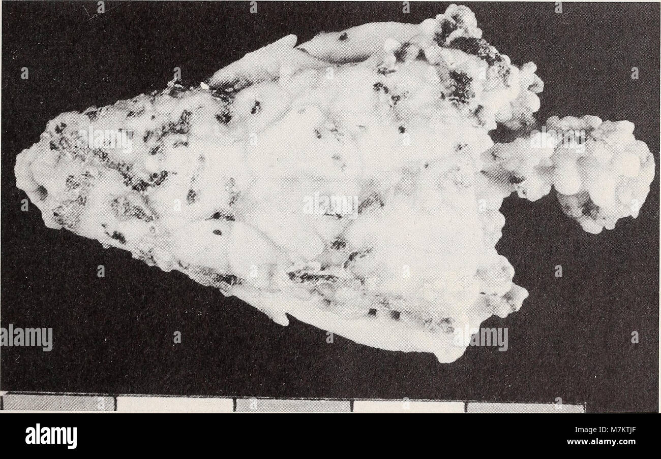 A 1984 publication from the Zoological Research Institute and Museum ...