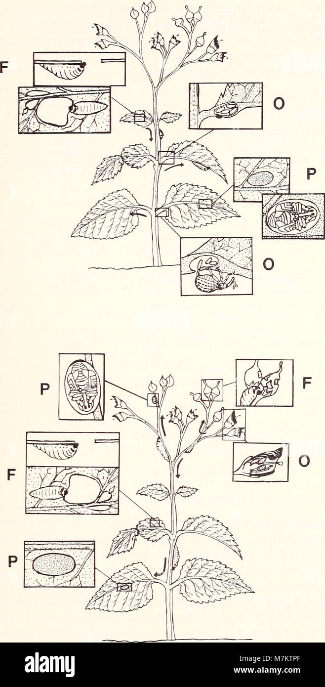 A publication from the Zoological Research Institute and Museum ...