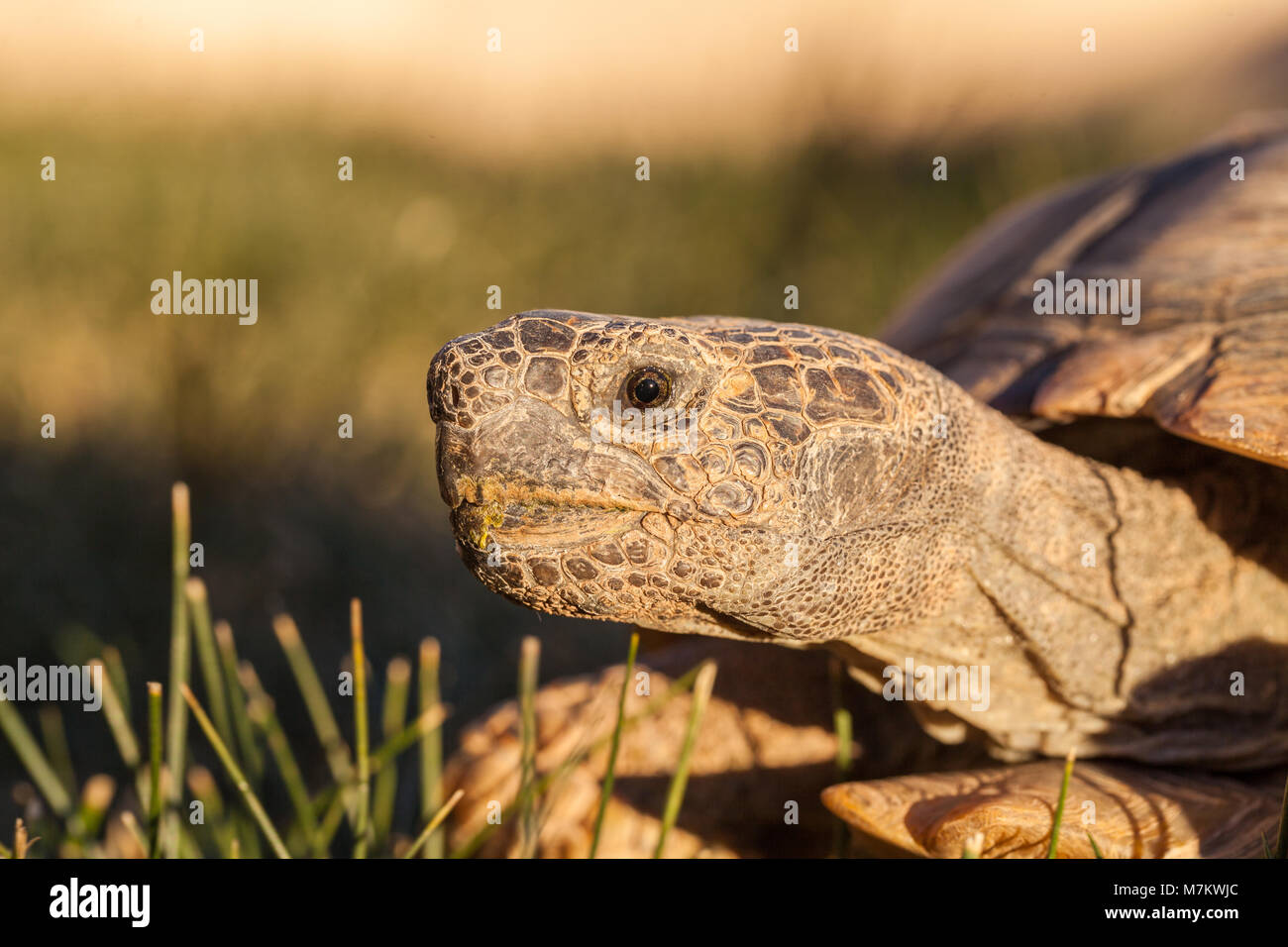 Arizona desert tortoise hi-res stock photography and images - Alamy