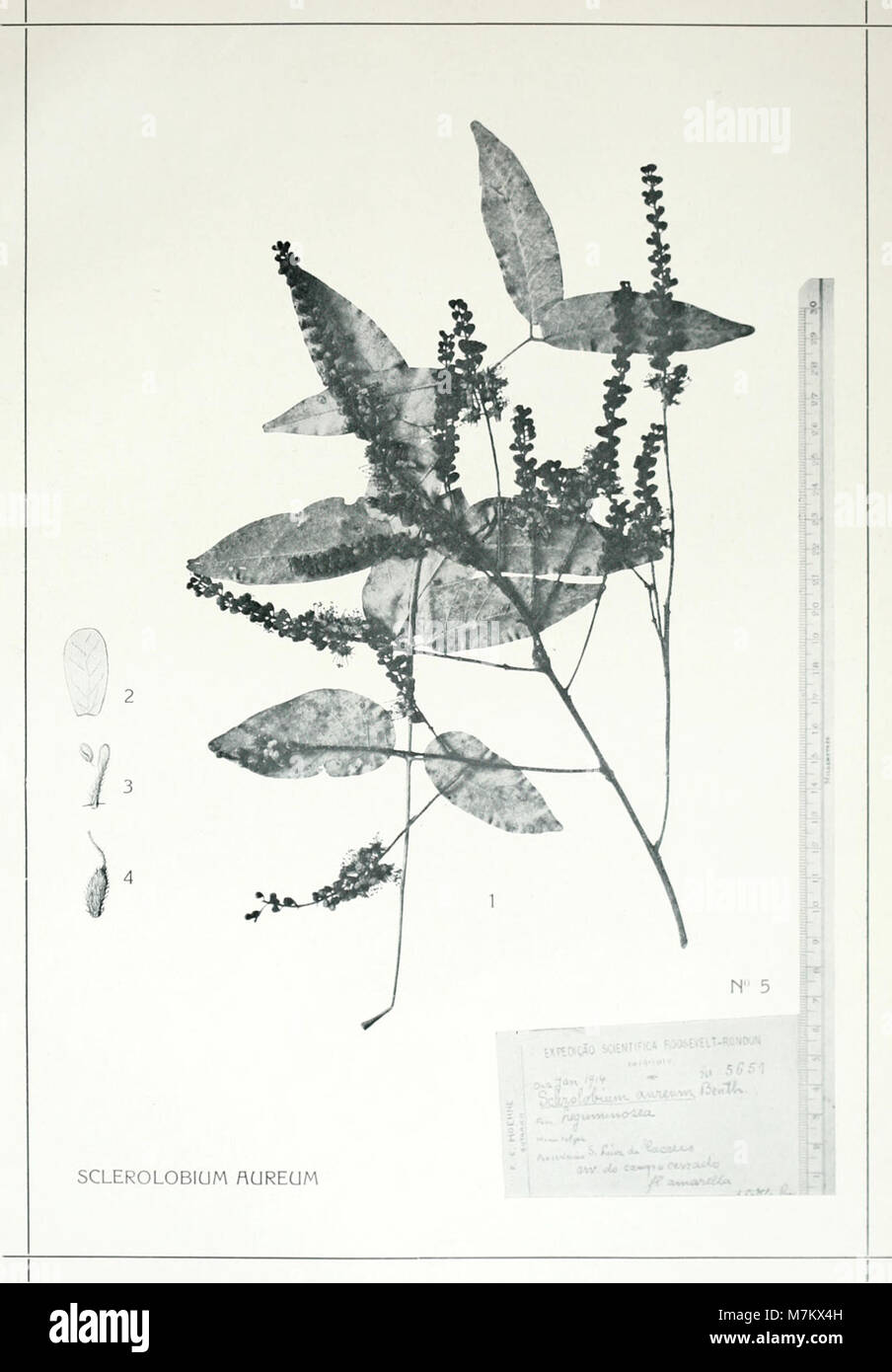 A botanical report presented in 1914 by Colonel Candido Marianno da ...