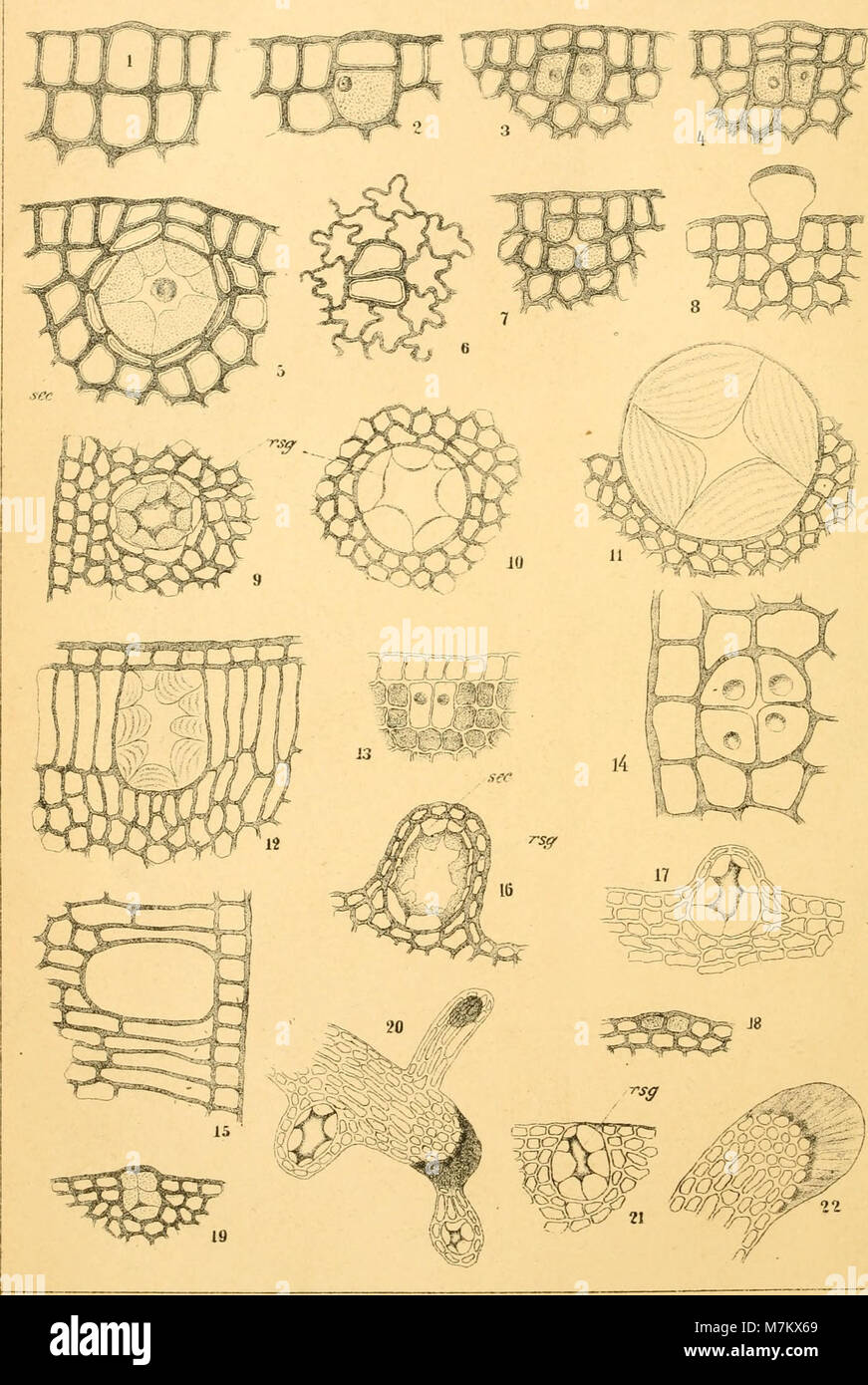 This image represents a botanical journal from 1880, known as ...