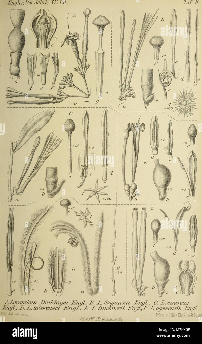Botanische Jahrbücher für Systematik, Pflanzengeschichte und ...