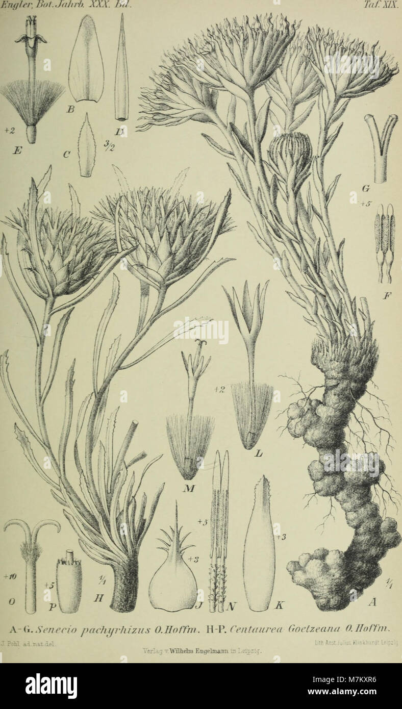 A historical botanical journal from 1902, focusing on systematics ...