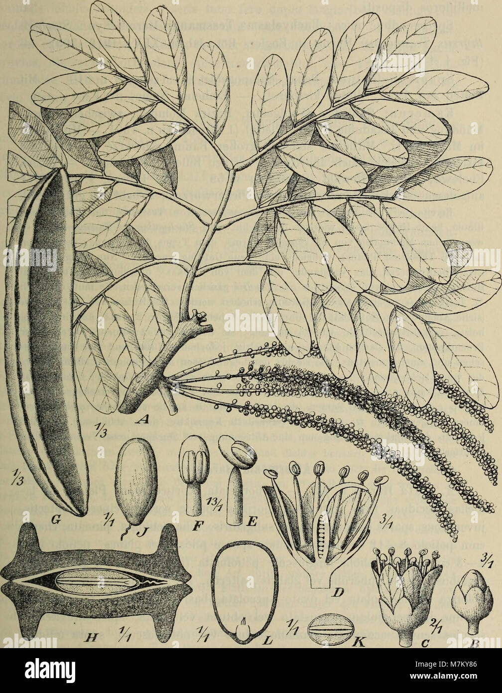 The 1912 issue of Botanische Jahrbücher covers systematic botany, plant ...