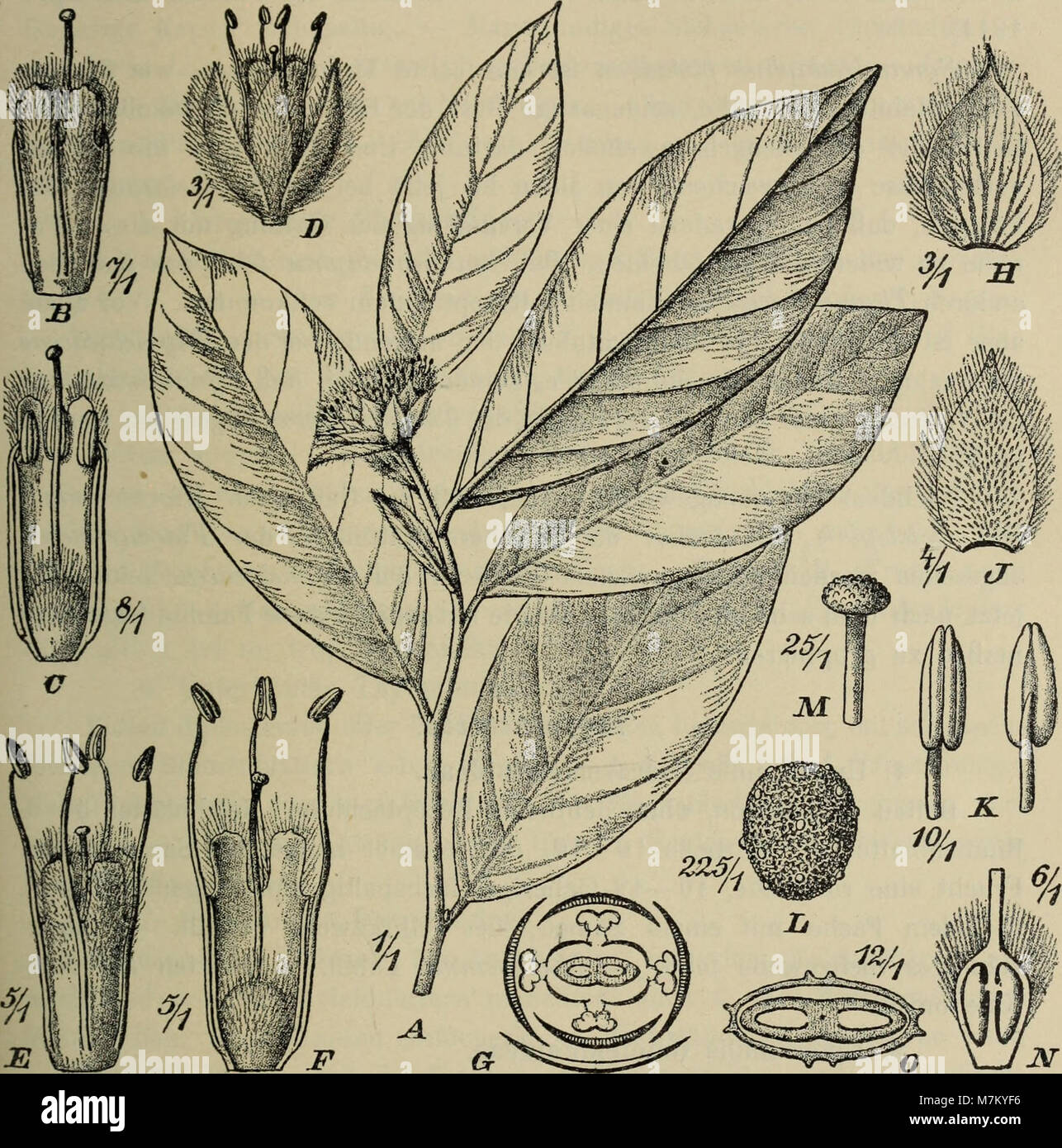 The 'Botanical Yearbooks for Systematics, Plant History, and Plant ...