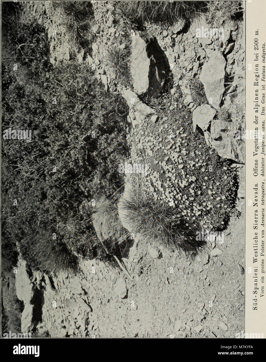 Evolution of botany hi-res stock photography and images - Alamy