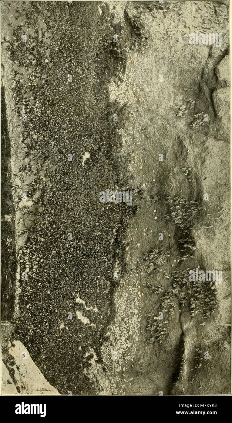 'Botany of the Faerøes' (1901) is a botanical study based on Danish ...