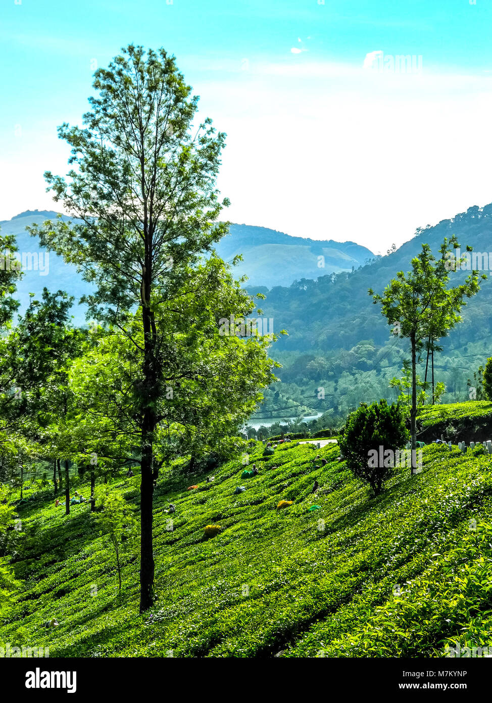 THEKKADI, KERALA, INDIA - DEC. 15 2011: Beautiful landscape with ...
