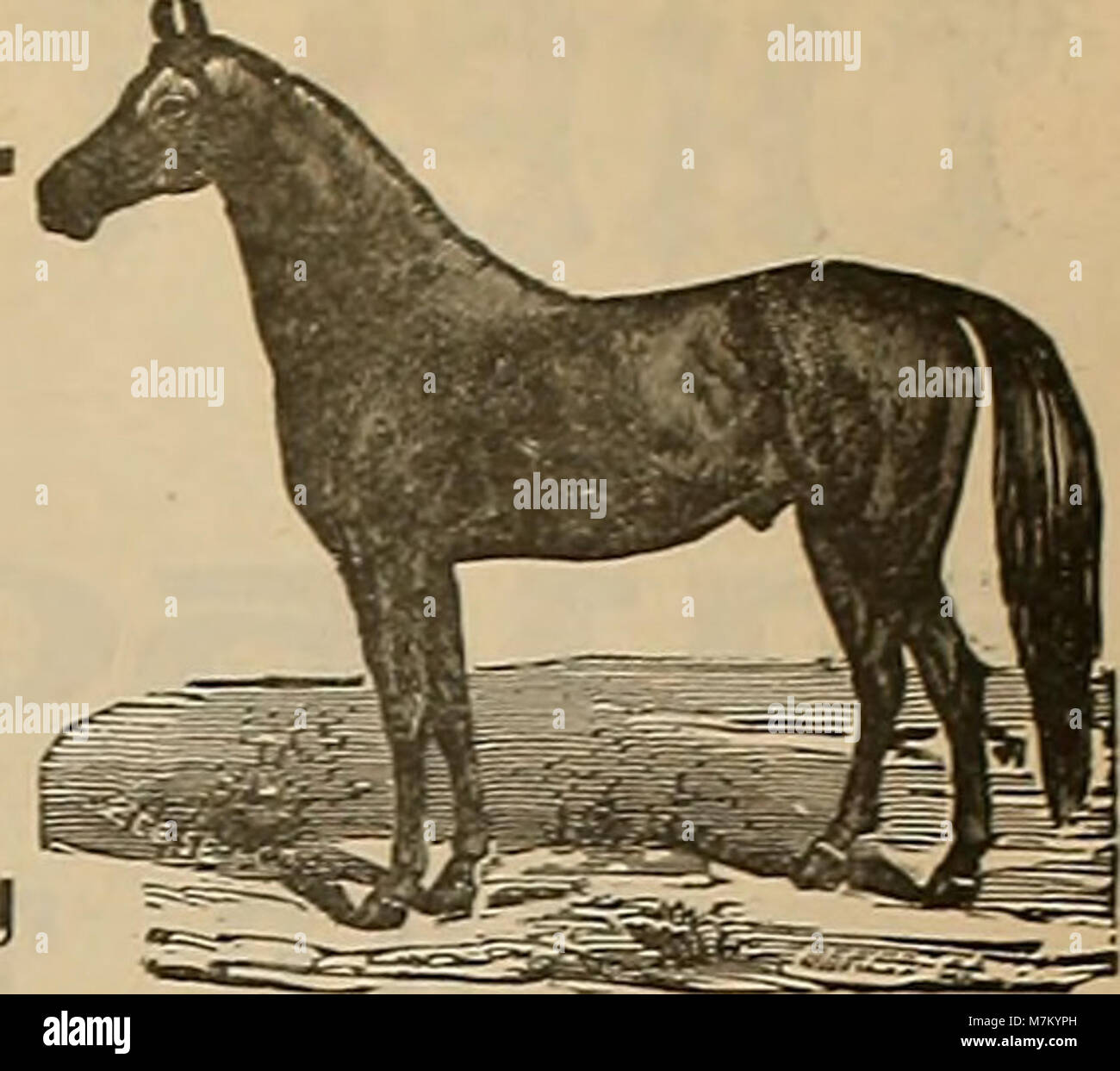 An 1891 portrait of a breeder and sportsman, highlighting the ...