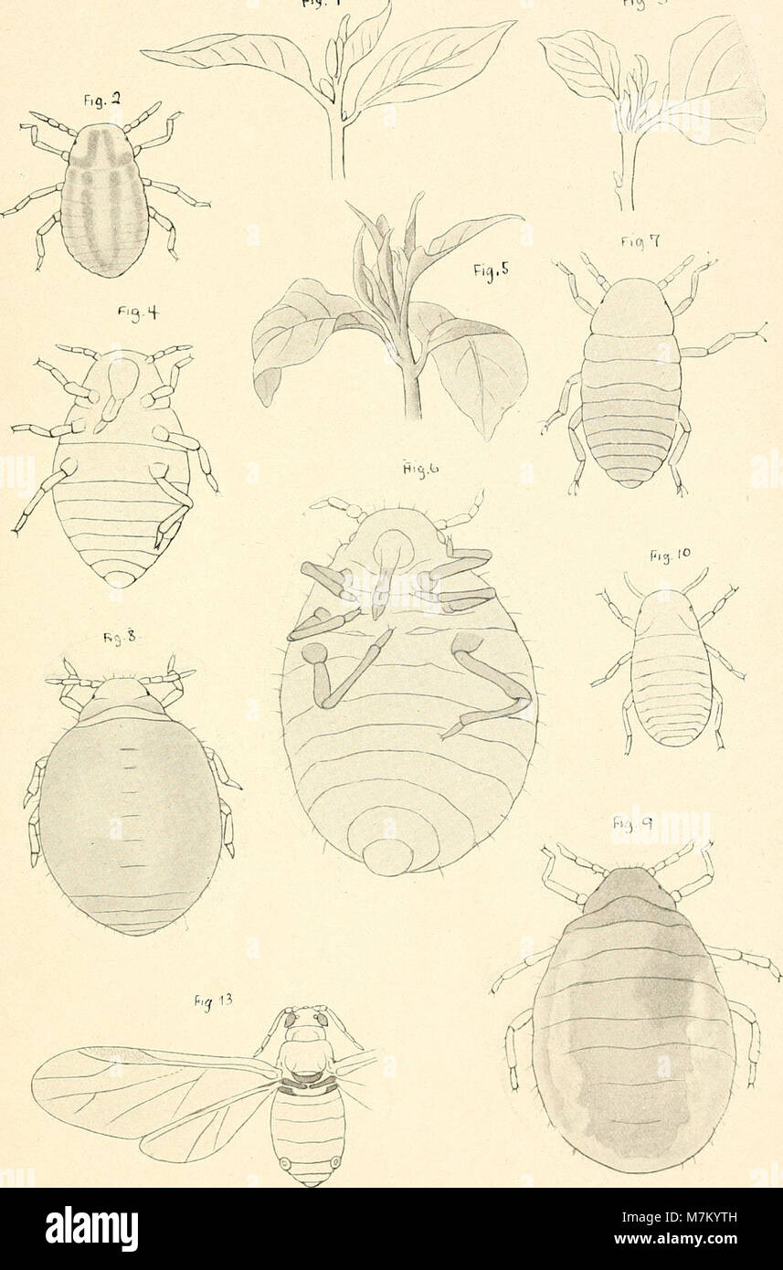 A photograph from the 1st International Congress of Entomology held in ...